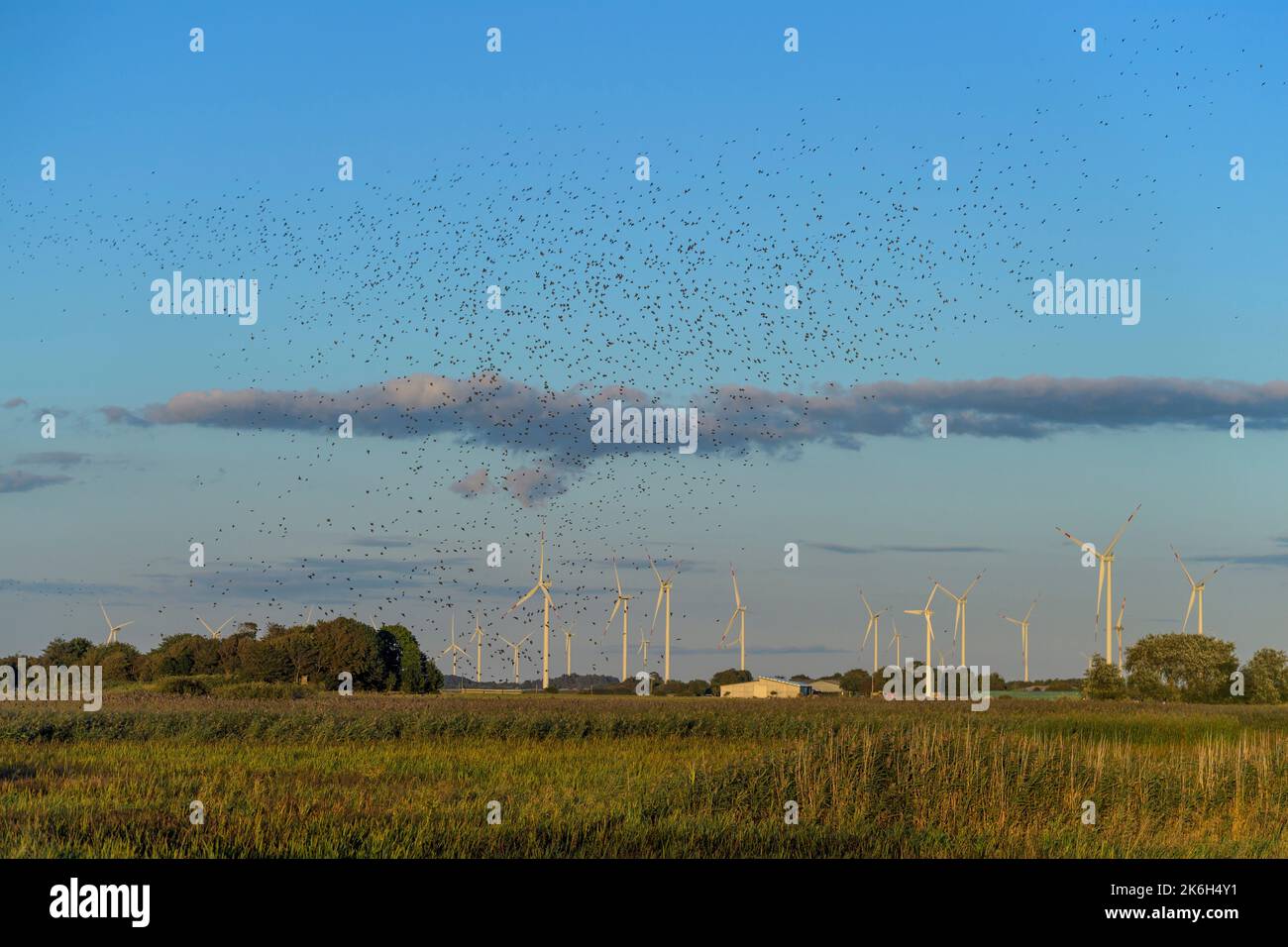 Murmuration of common starlings (Sturnus vulgaris) in front of ...