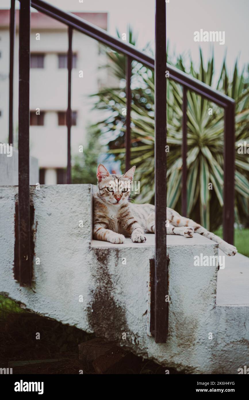 Scared cat hi-res stock photography and images - Alamy