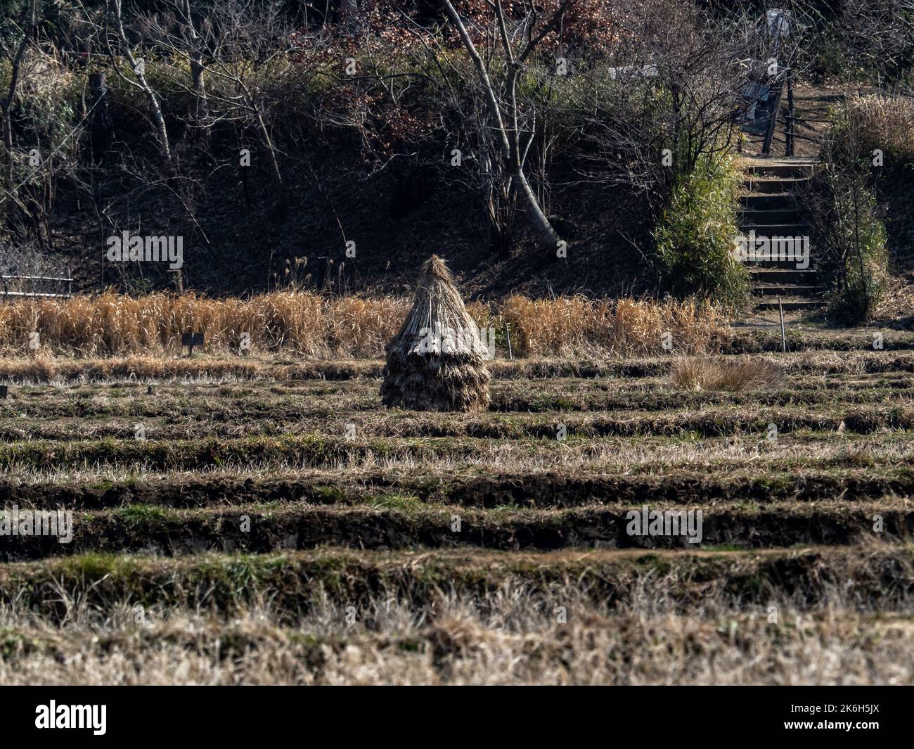 A natural view of a harvested rice field in Yokohama, Japan under a ...