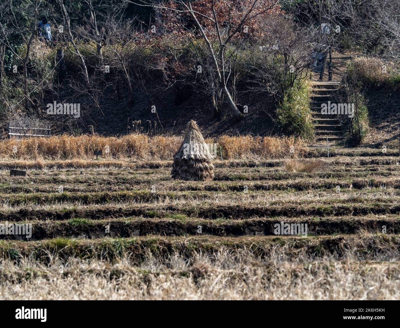 A natural view of a harvested rice field in Yokohama, Japan under a ...