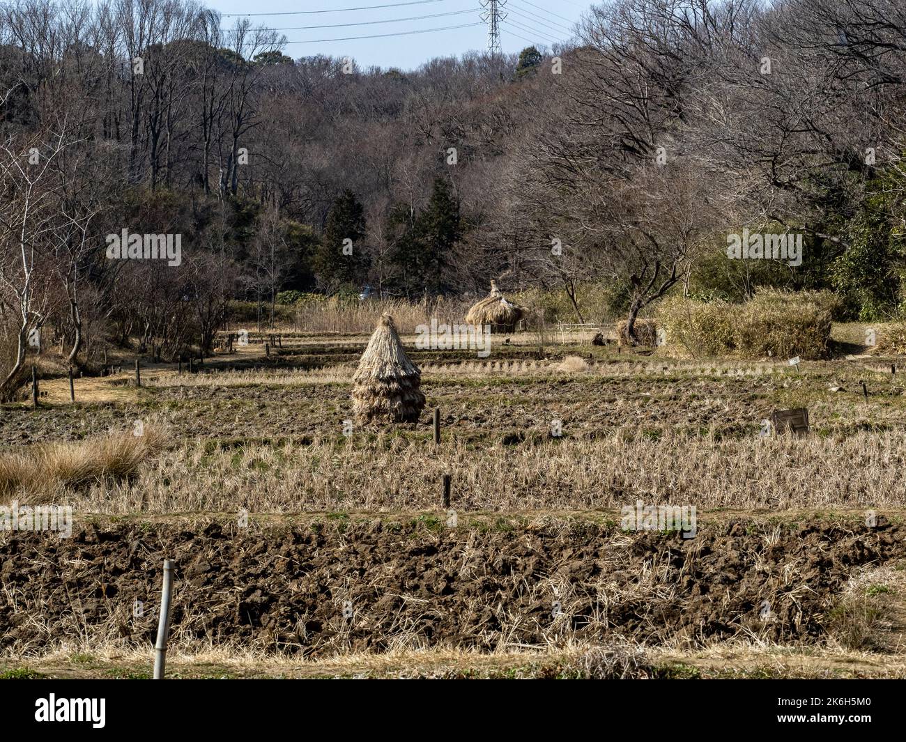 A natural view of a harvested rice field in Yokohama, Japan under a ...
