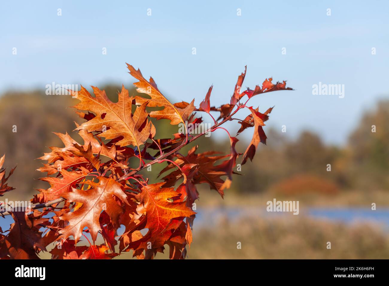 Autumn leaves in the park on a sunny October day Stock Photo - Alamy