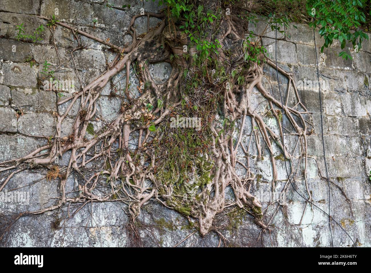 Big banyan tree scenic area hi-res stock photography and images - Alamy