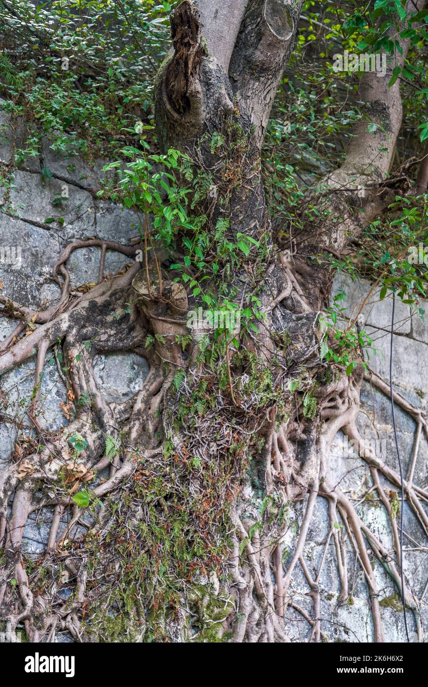 Close-up of old banyan tree roots growing on the ancient city wall ...