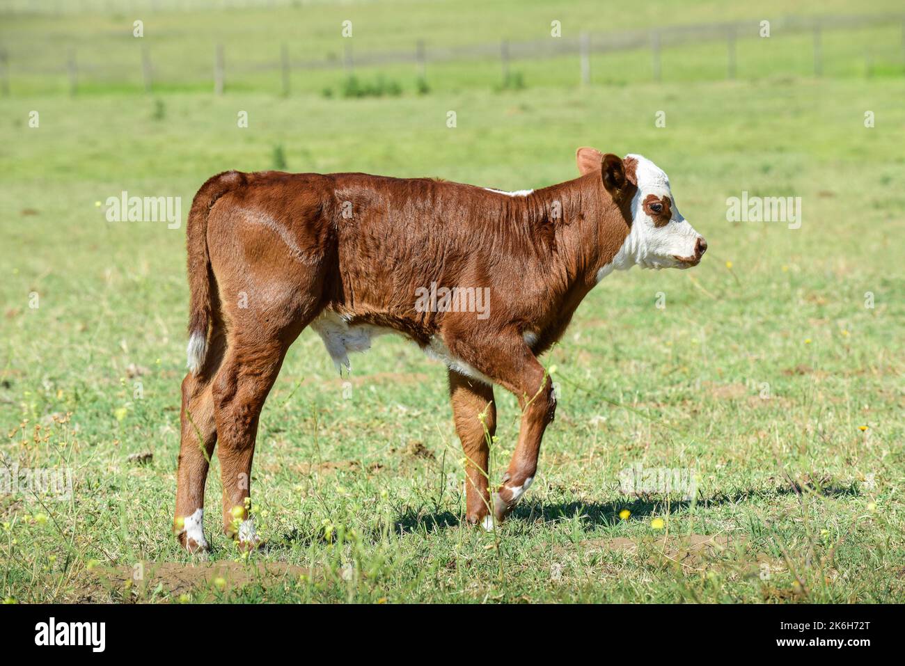 Cows raised with natural pastures, meat production in the Argentine ...
