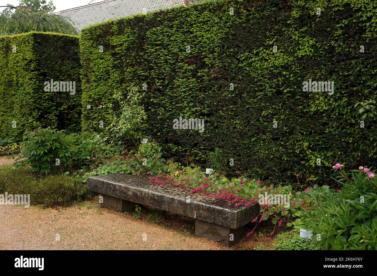 Stone bench and hedge in Linz botanical garden Stock Photo - Alamy