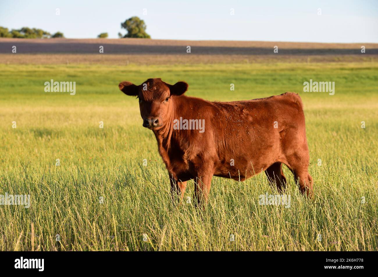 Cows raised with natural pastures, meat production in the Argentine ...
