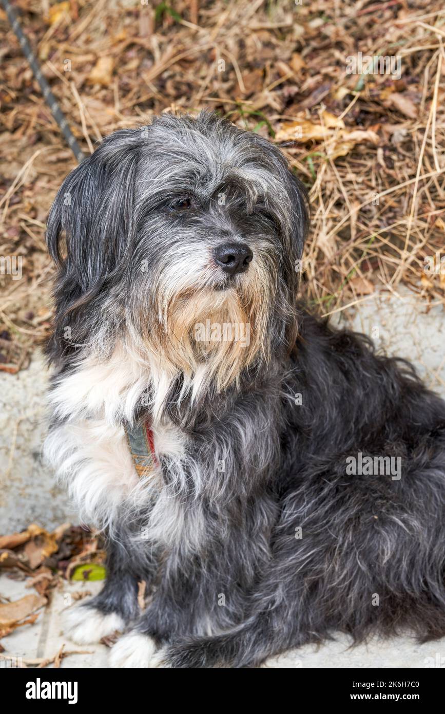 Pekingese family hi-res stock photography and images - Alamy