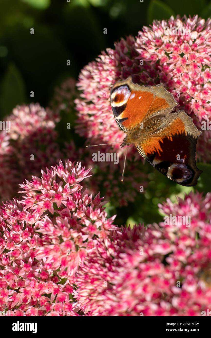 A peacock butterfly is eating on a pink Sedum flower - Hare cabbage. A ...