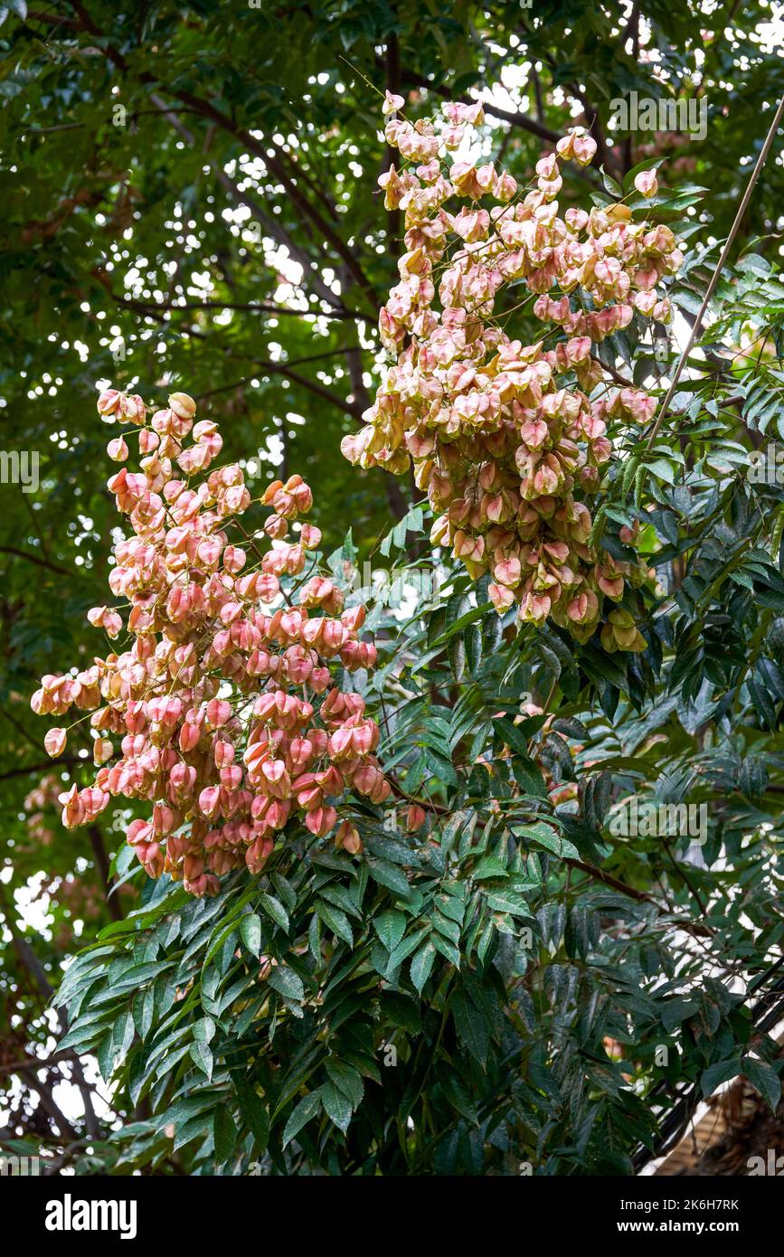 Eucalyptus tree in full bloom hi-res stock photography and images - Alamy