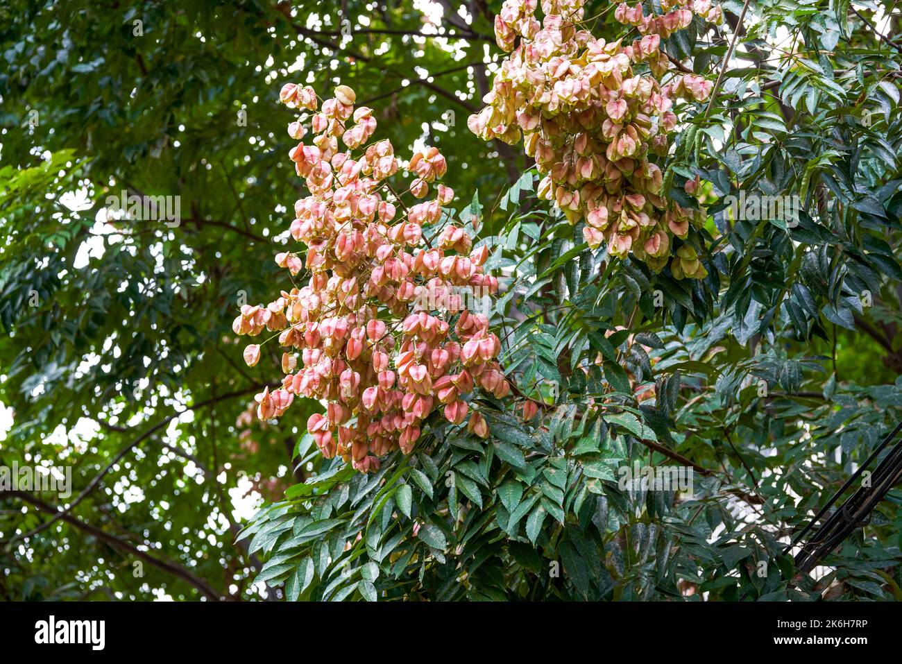Eucalyptus tree in full bloom hi-res stock photography and images - Alamy
