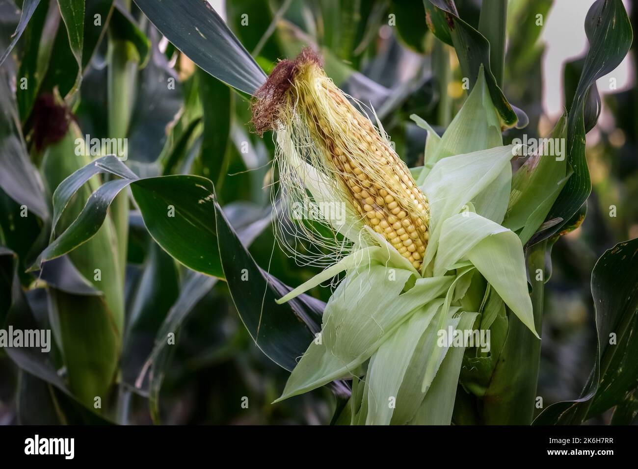 Corn cultivation in the Argentine countryside Stock Photo - Alamy