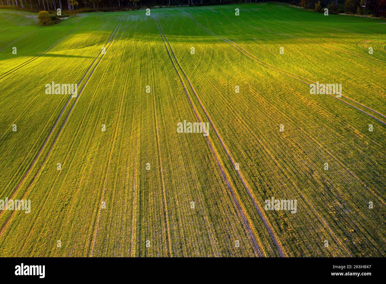 Aerial view of beautiful countryside with green rolling field in golden ...