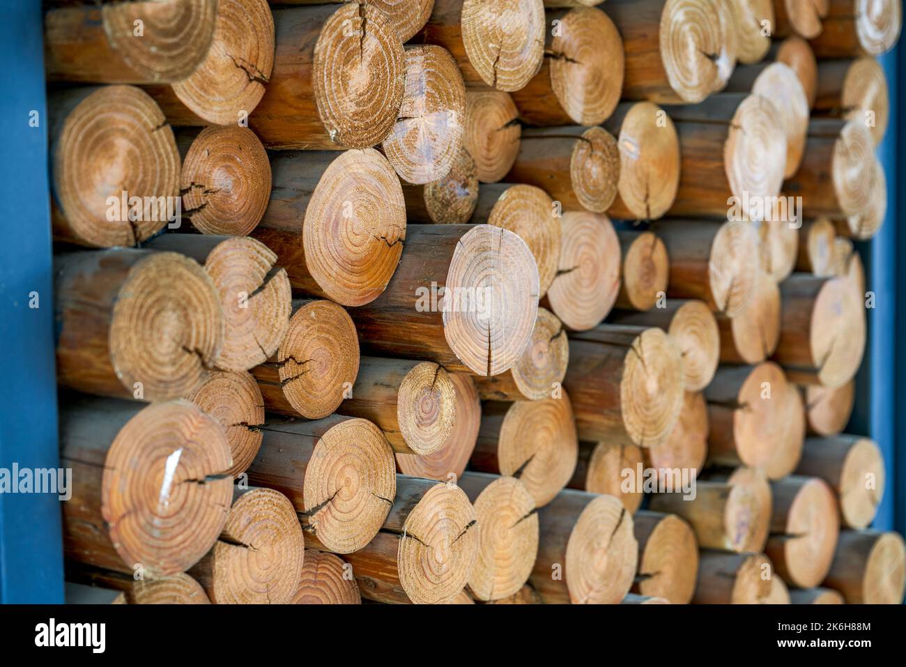 Woody and dry stem hi-res stock photography and images - Alamy