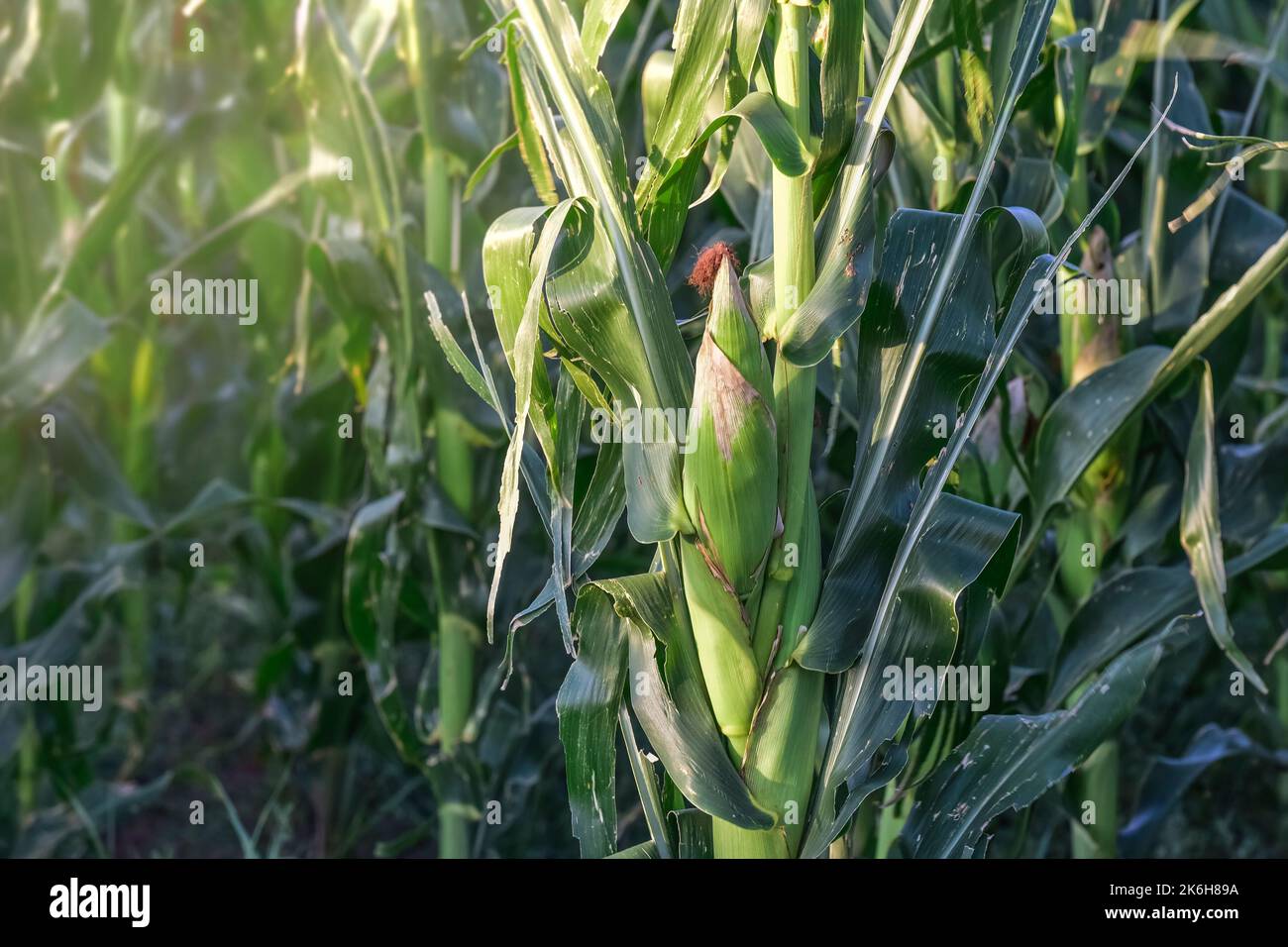 Corn cultivation in the Argentine countryside Stock Photo - Alamy
