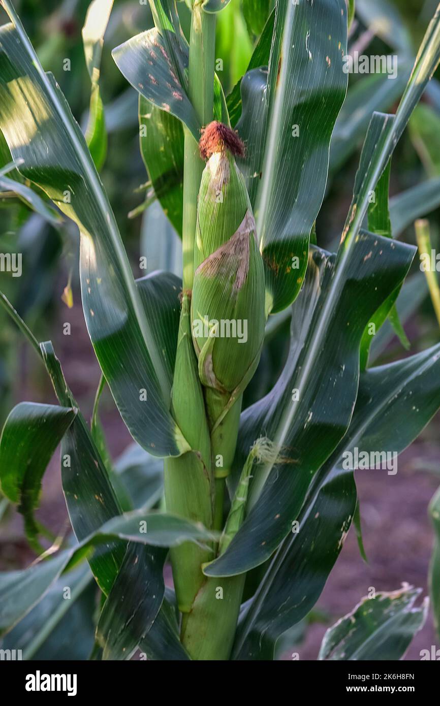 Corn cultivation in the Argentine countryside Stock Photo - Alamy