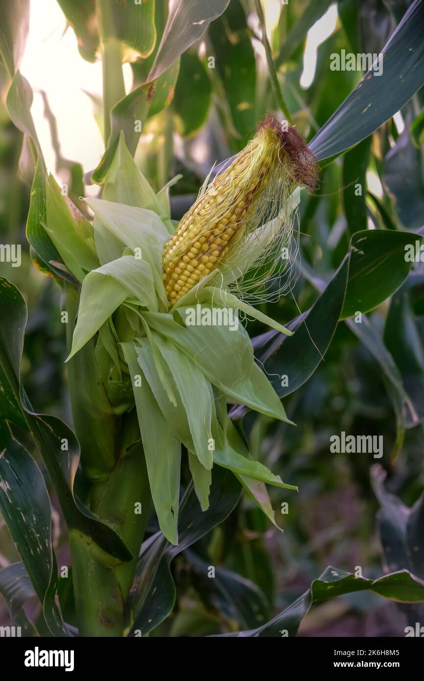 Corn cultivation in the Argentine countryside Stock Photo - Alamy