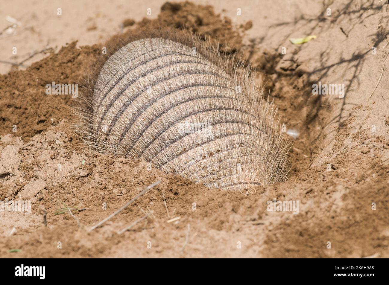 Armadillo in desert environment, Peninsula Valdes, Unesco World ...