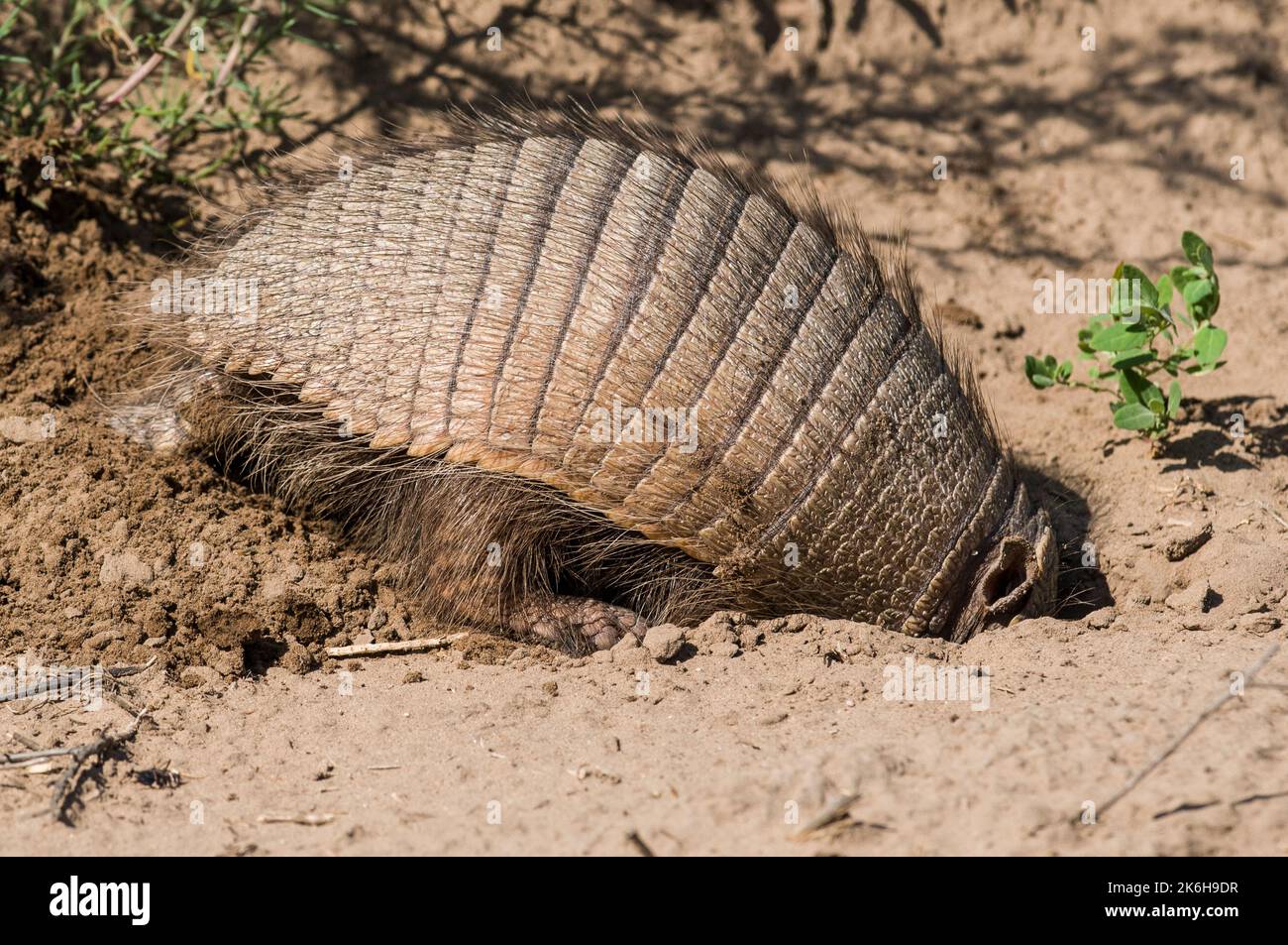 Armadillo in desert environment, Peninsula Valdes, Unesco World ...