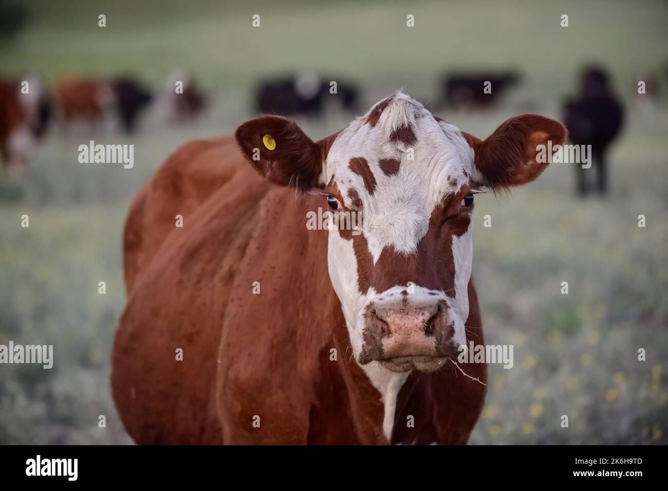 Production of milk hi-res stock photography and images - Alamy