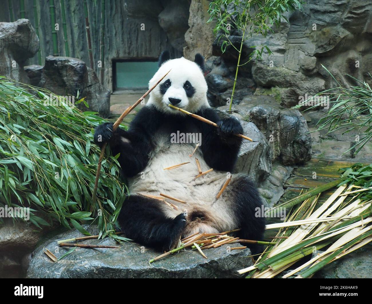 BEIJING, CHINA - OCTOBER 14, 2022 - A giant panda eats bamboo at ...