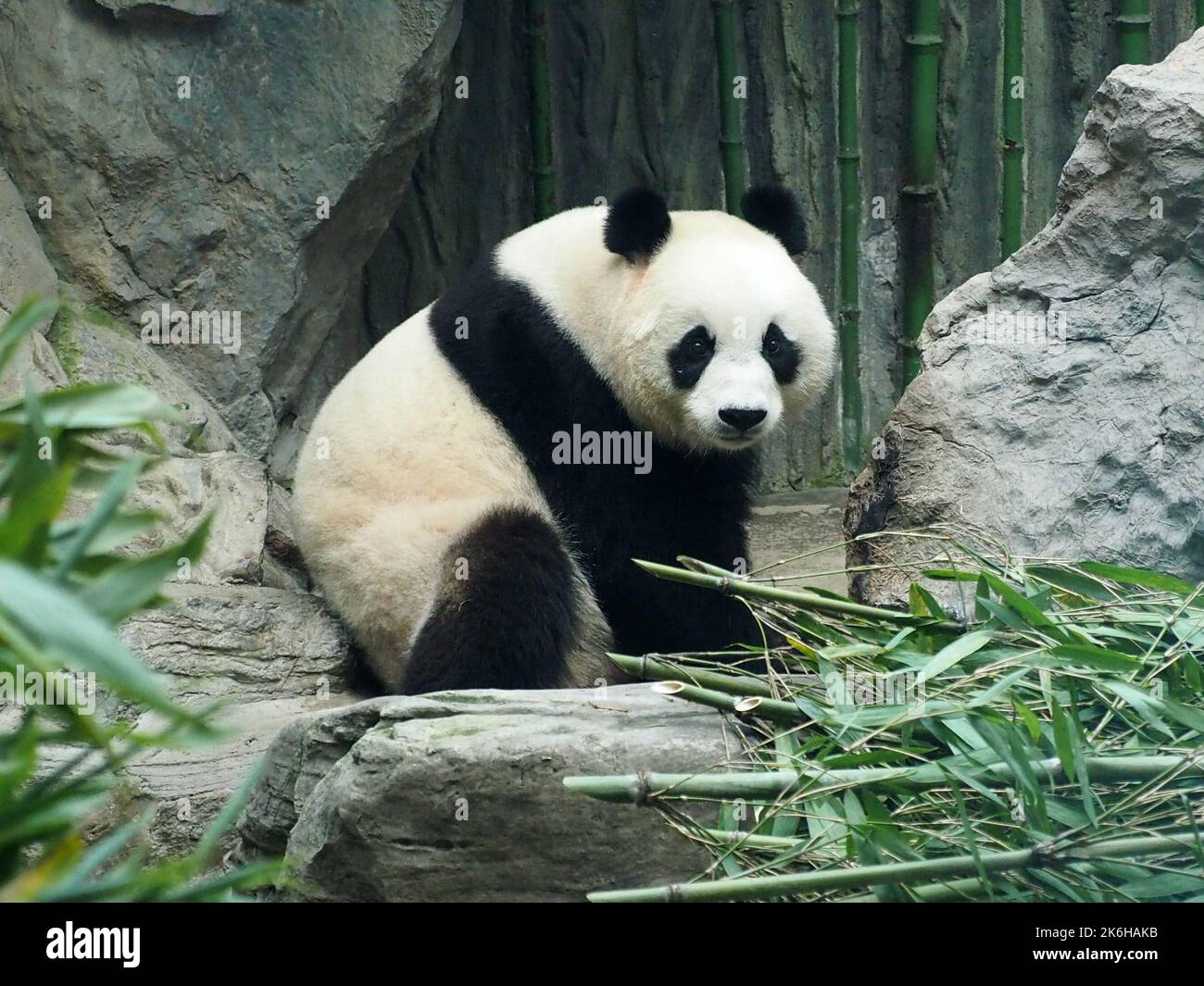 BEIJING, CHINA - OCTOBER 14, 2022 - A giant panda eats bamboo at ...