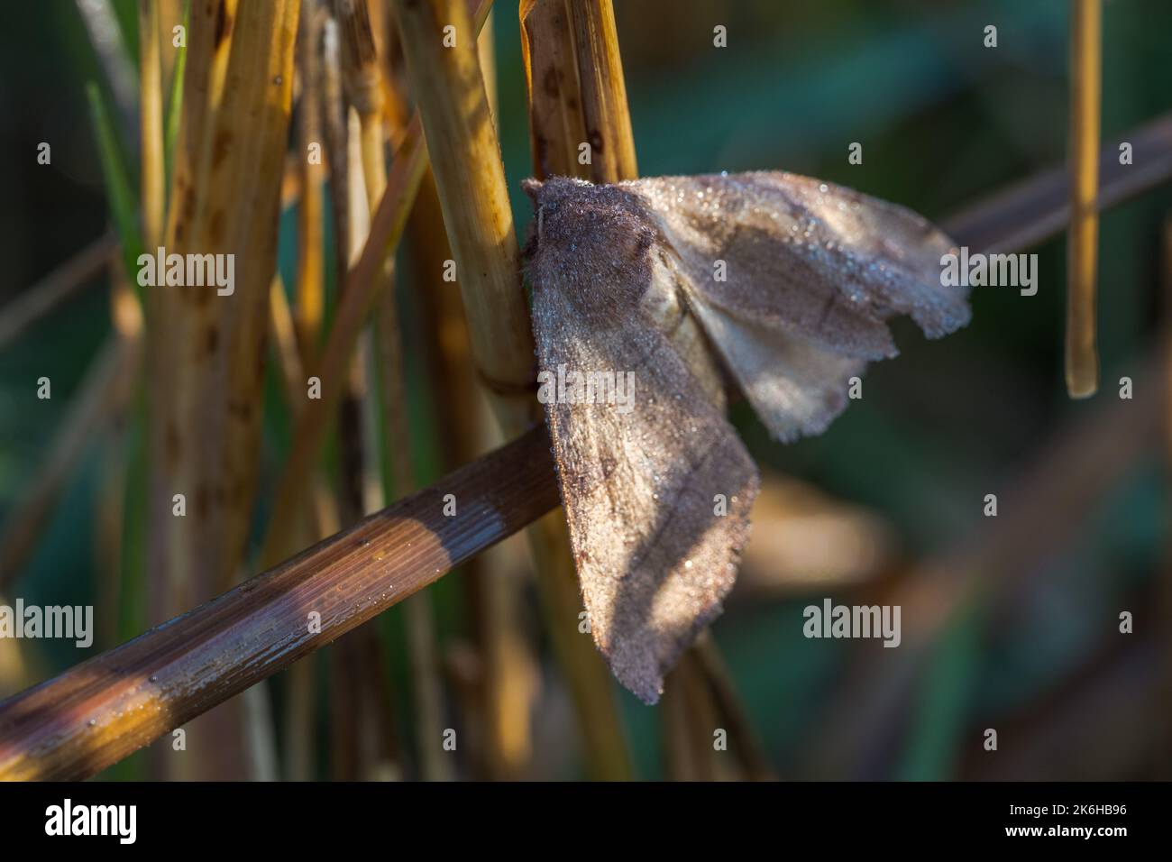 Colorful moth hi-res stock photography and images - Alamy