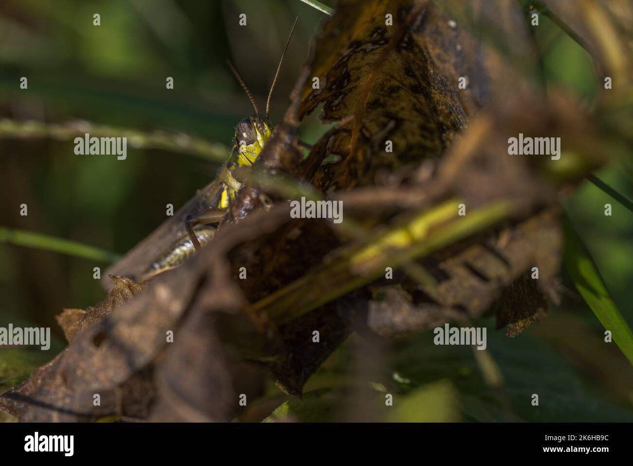 Grasshopper in sunshine hi-res stock photography and images - Alamy