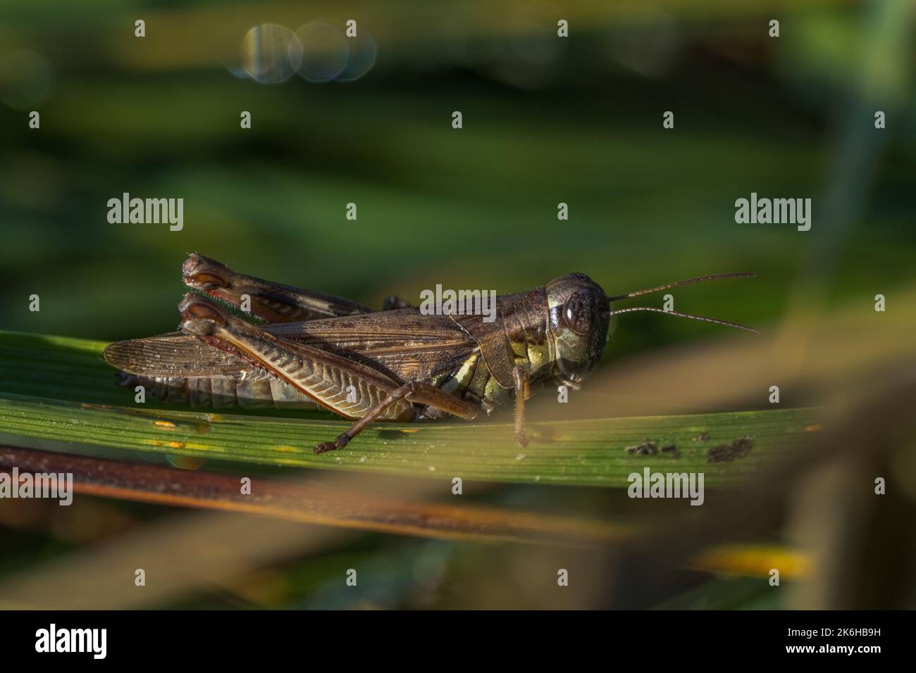 Grasshopper in sunshine hi-res stock photography and images - Alamy