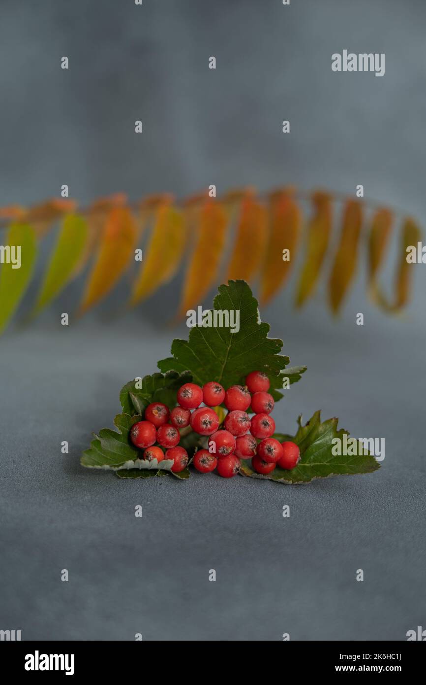 Seasonal red fall rowan hi-res stock photography and images - Alamy