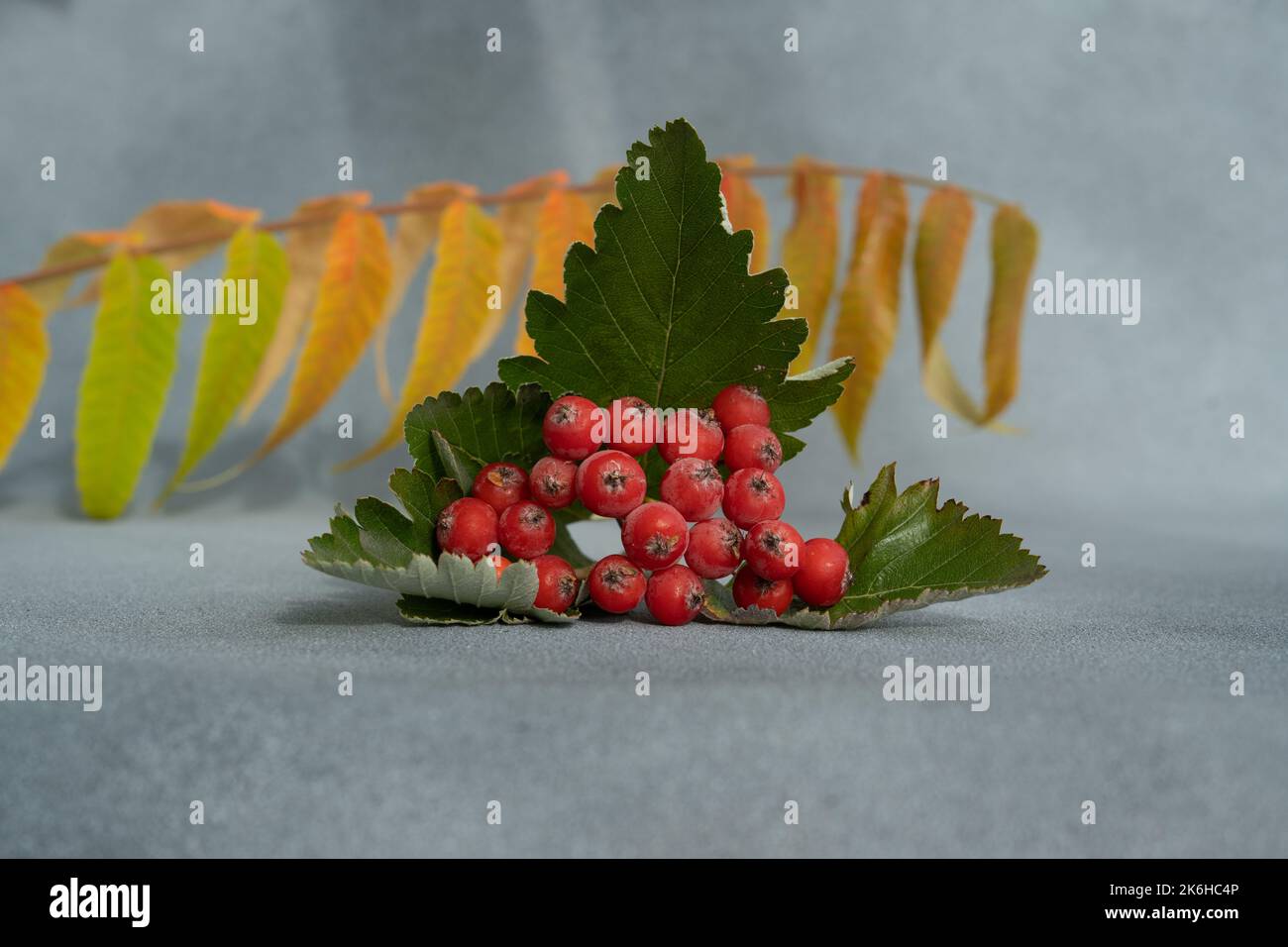Rowan branch on the yellow leaves background Stock Photo - Alamy