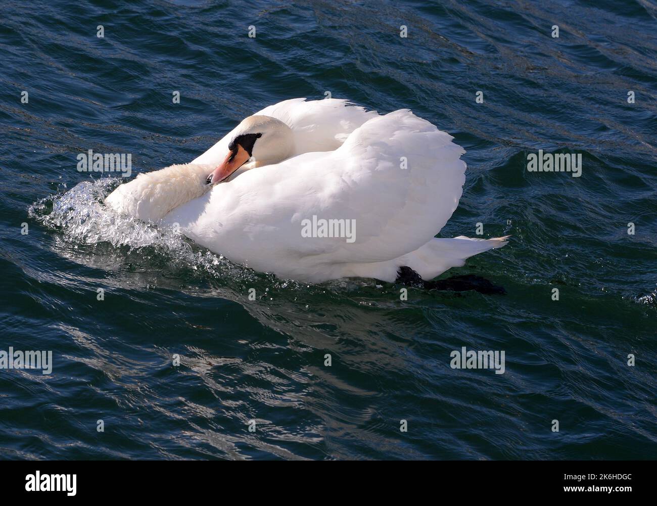 swan in brixham devon Uk Stock Photo - Alamy