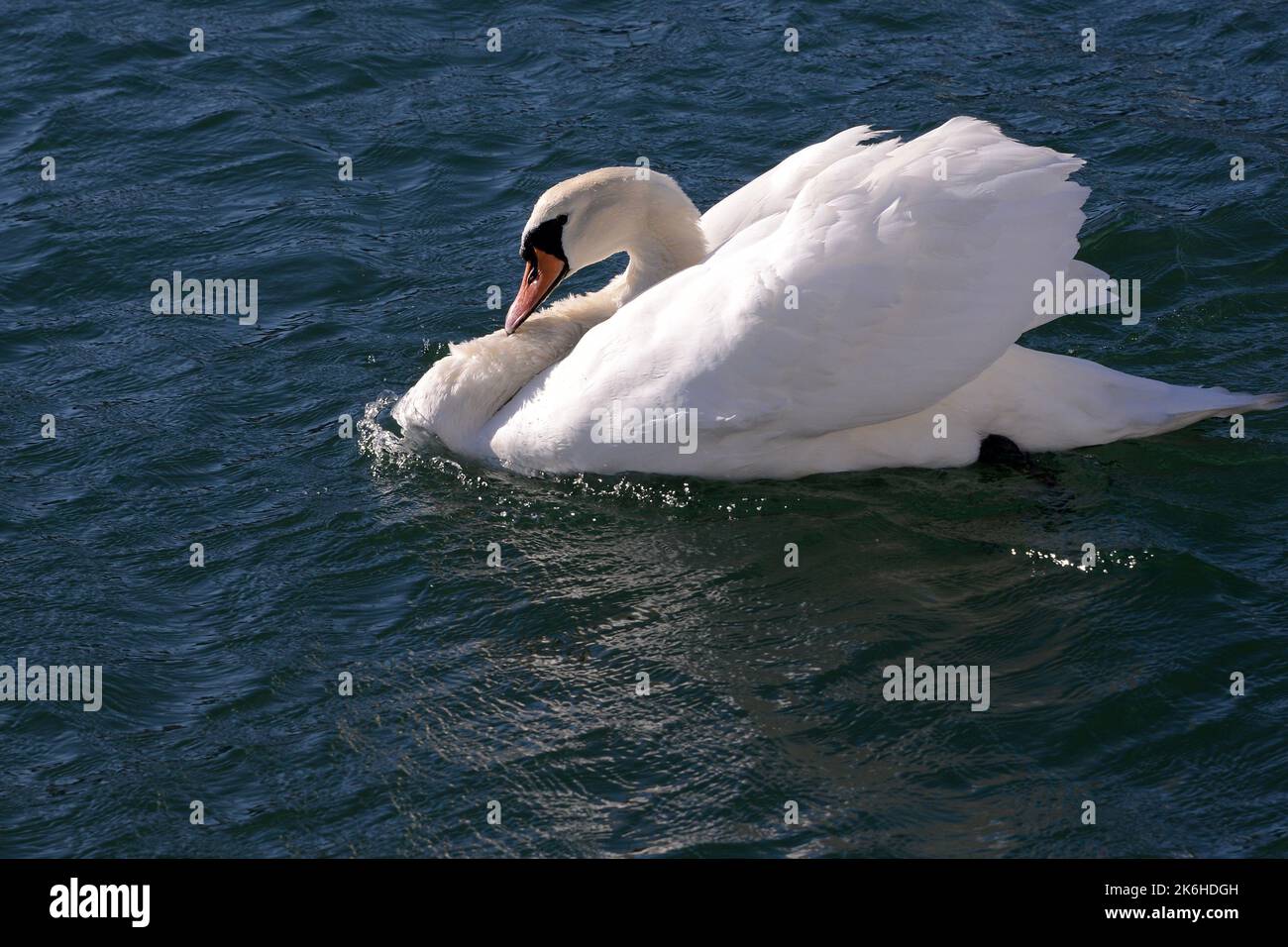 swan in brixham devon Uk Stock Photo - Alamy