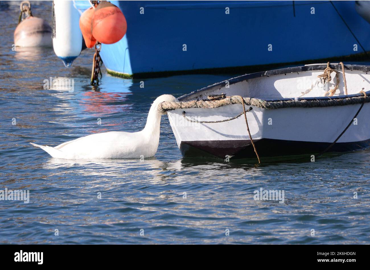 Swan on sea hi-res stock photography and images - Alamy