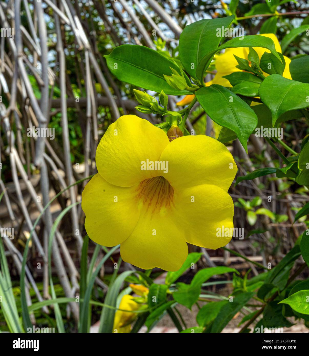 Mousetrap Tree Uncarina grandidieri flowering, Madagascar. Botanical ...