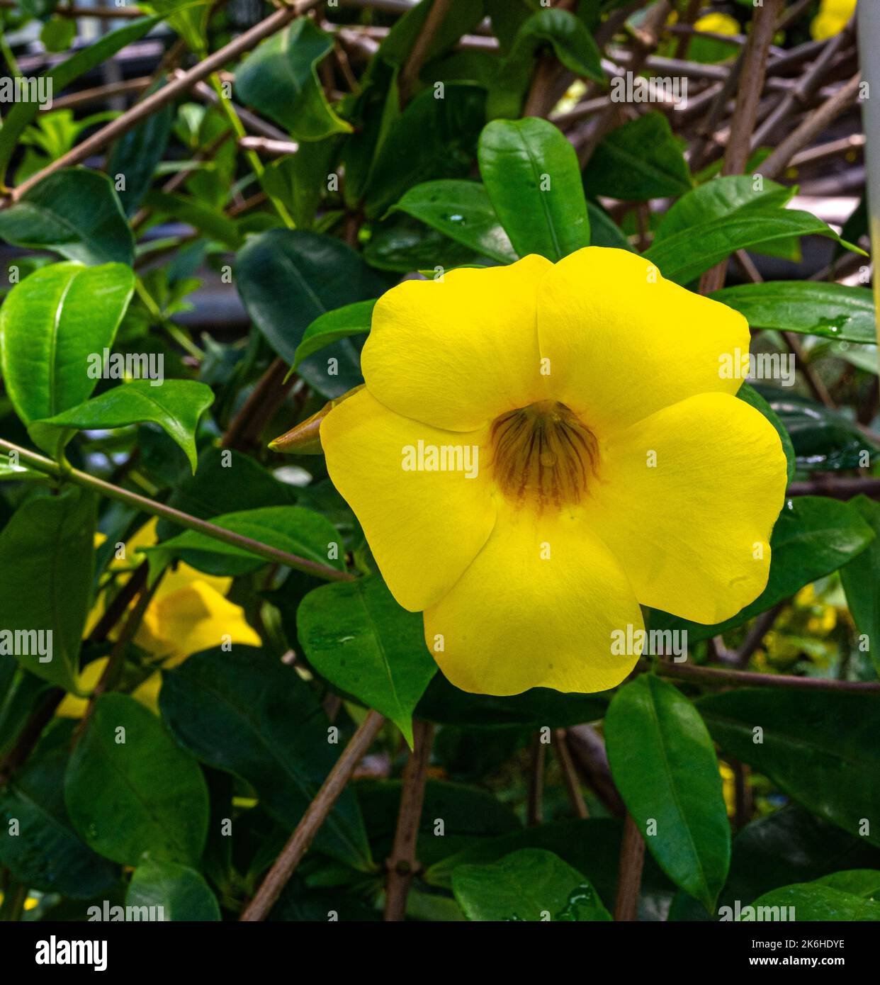 Mousetrap Tree Uncarina grandidieri flowering, Madagascar. Botanical ...