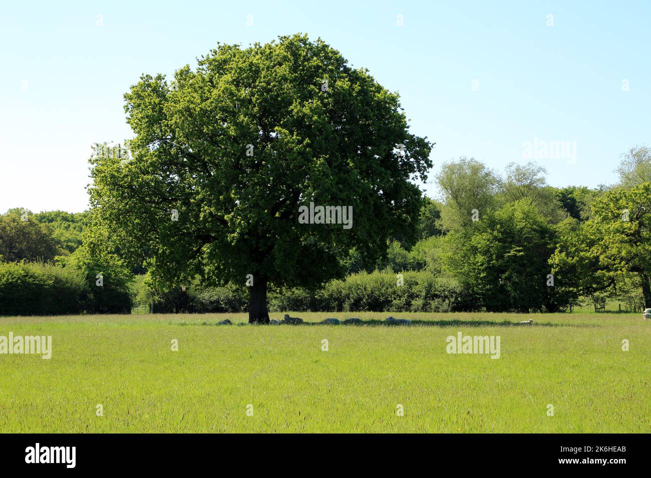 Field with sheep and trees from Duck Lane, Shadoxhurst, Ashford, Kent ...