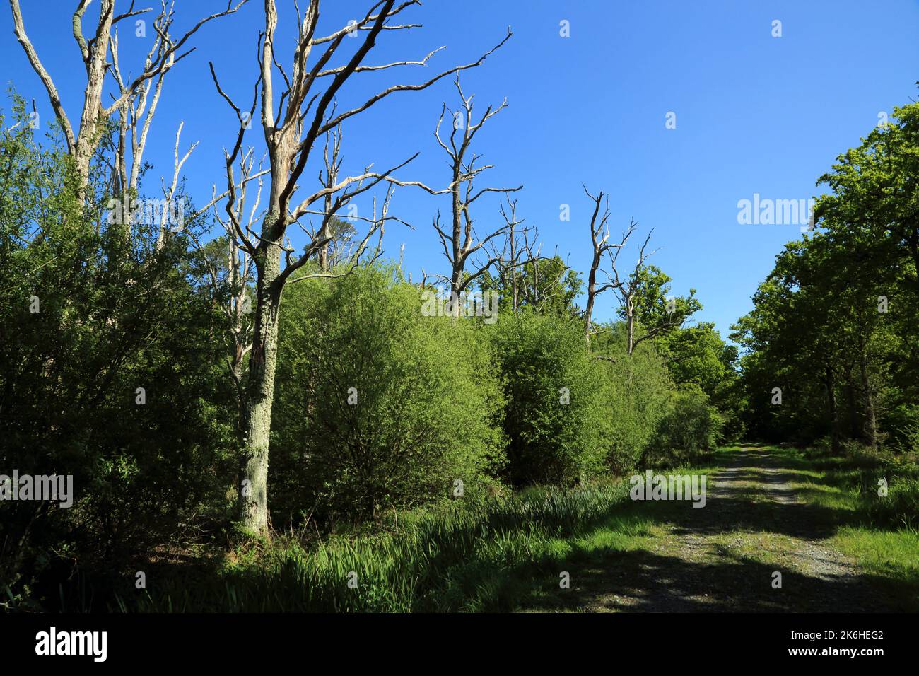 Dead trees and woodland track with blue sky at Streetend Wood ...