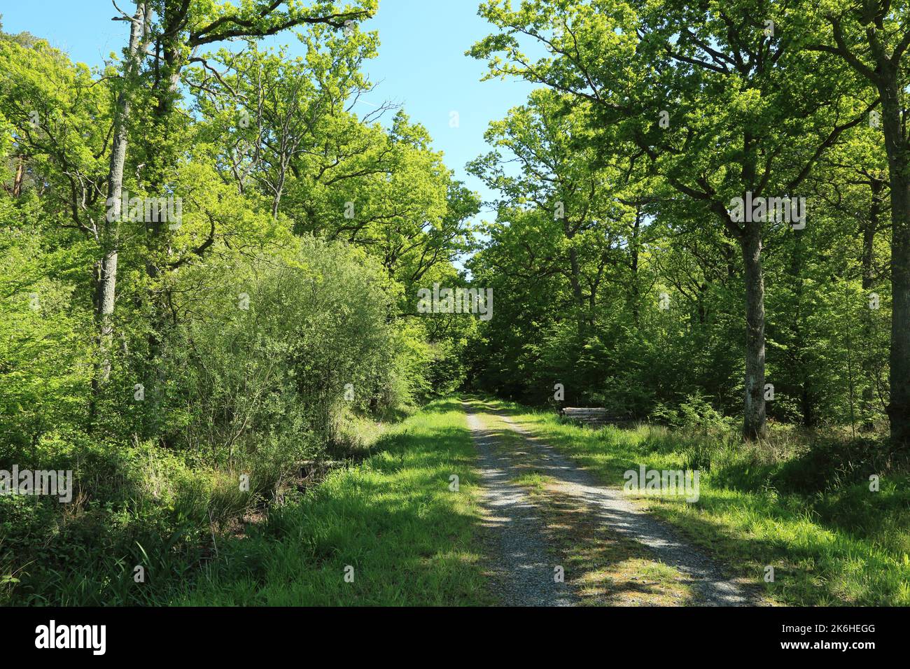Woodland track at Streetend Wood, Shadoxhurst, Ashford, Kent, England ...