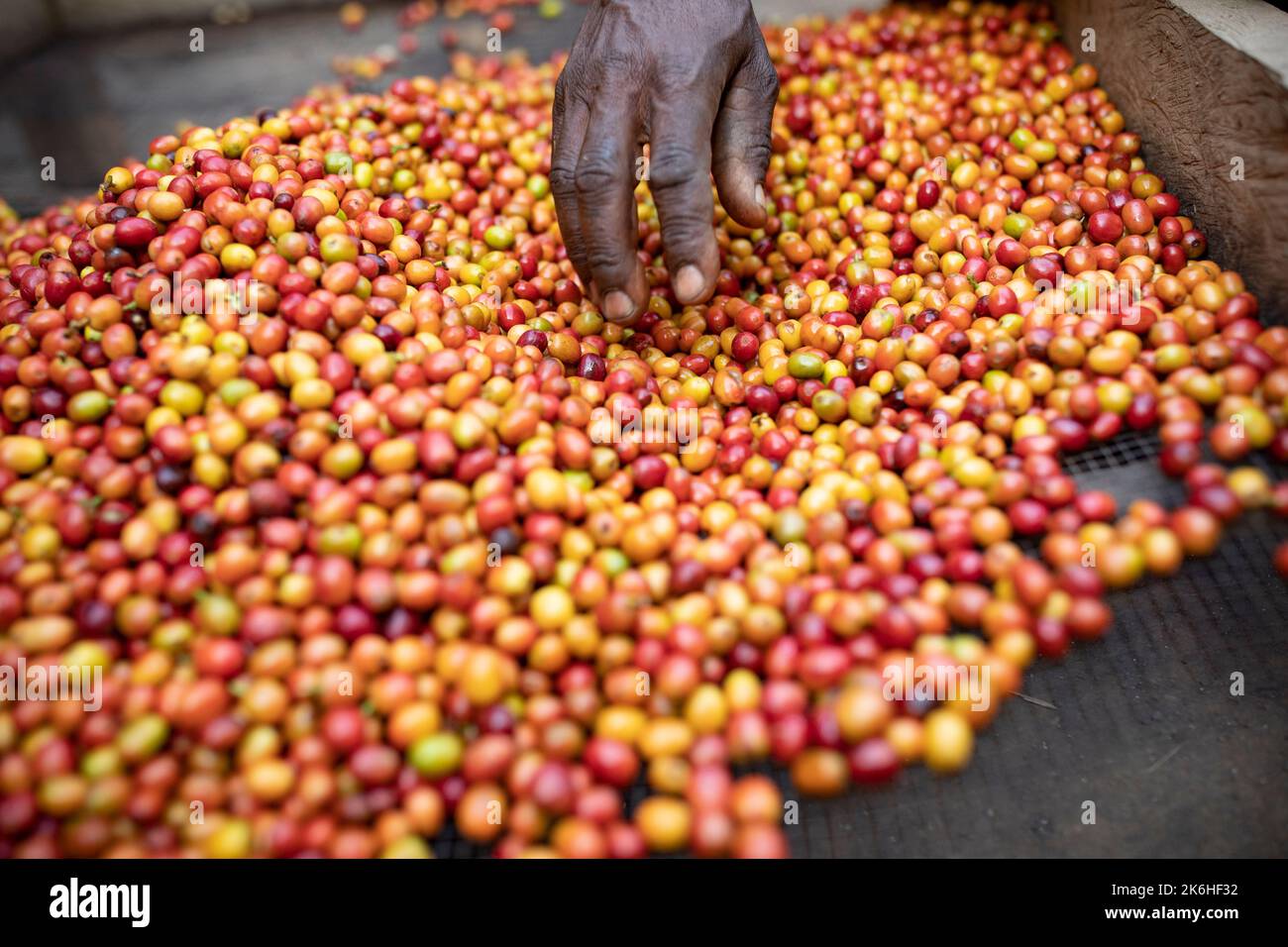 An African smallholder farmer quality sorts his coffee cherry crop on a ...