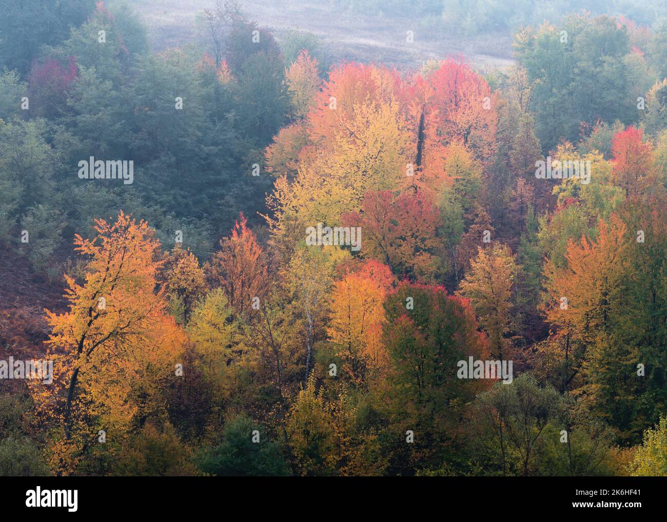 Colourful trees in haze on hillside in autumn, autumn colours in nature ...