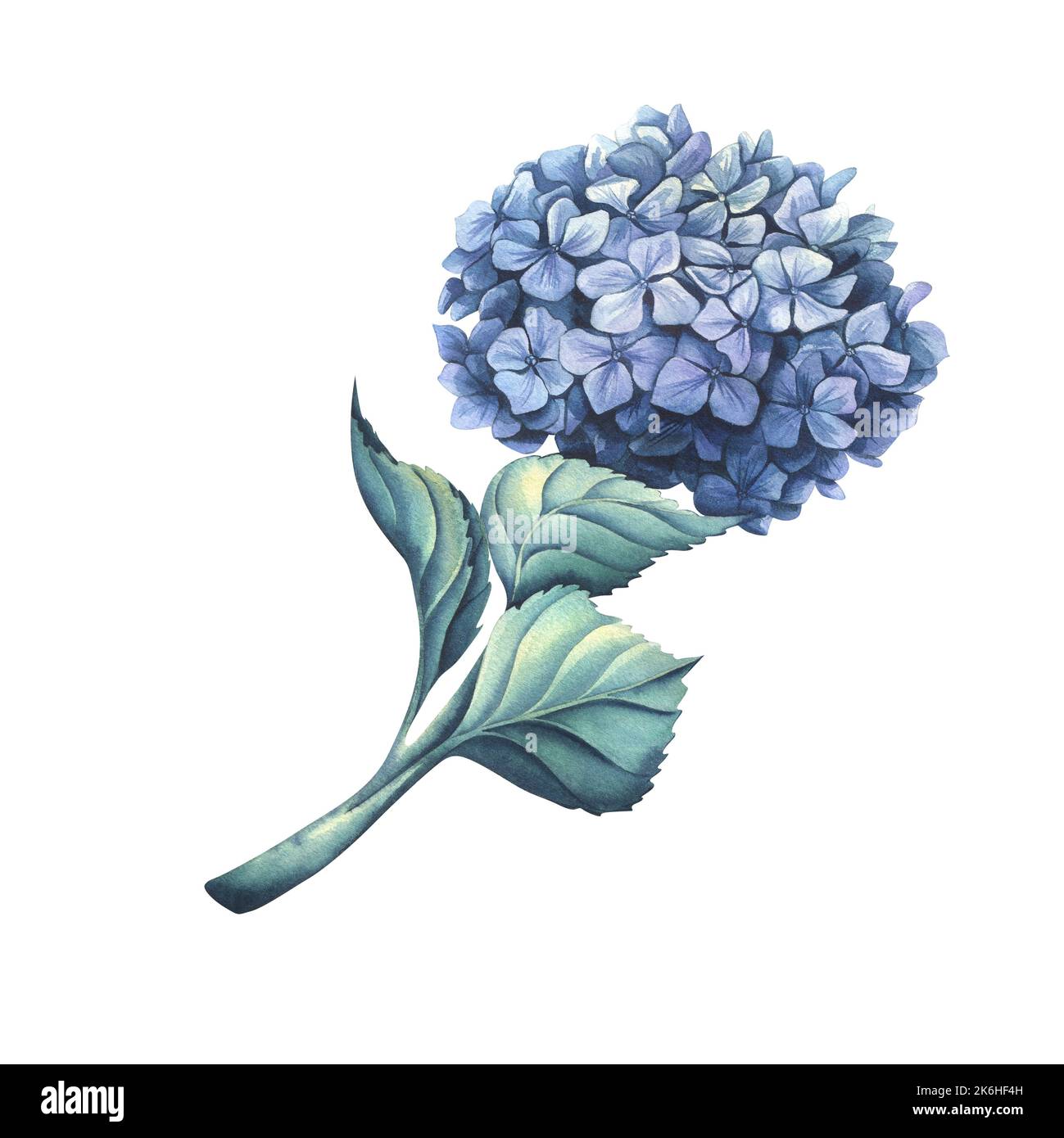 Hydrangea flower of blue-lilac color with leaves. Watercolor ...