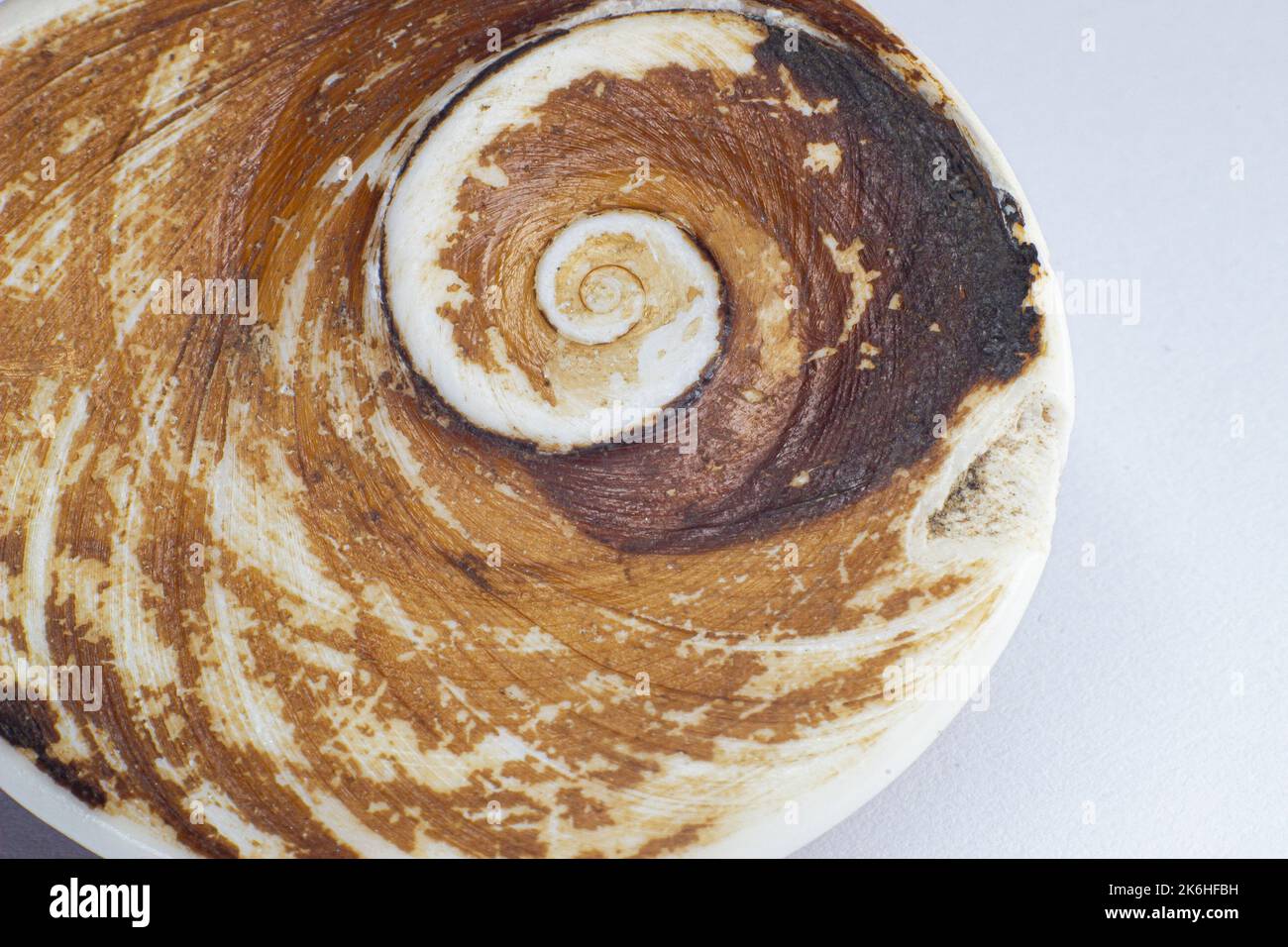 Fossilized snail shell, with orange and black colors. Macro picture on ...