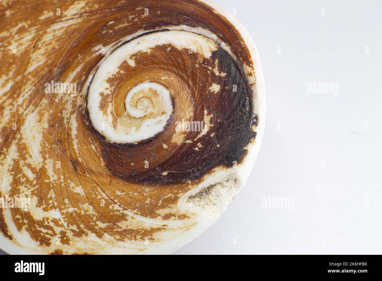 Fossilized snail shell, with orange and black colors. Macro picture on ...
