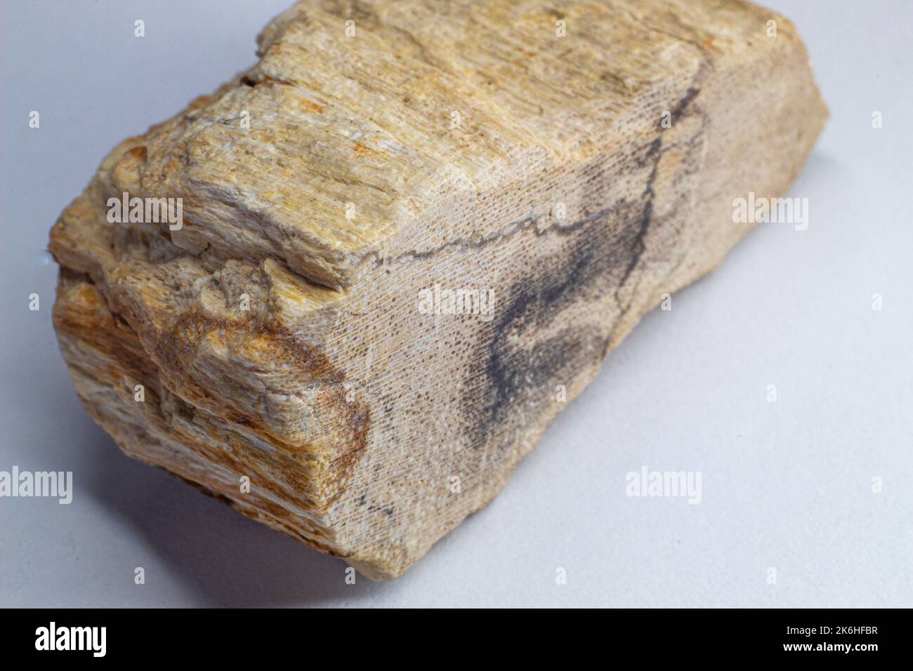 Petrified wood, 20 million years old wood. Wood turned into stone Stock ...