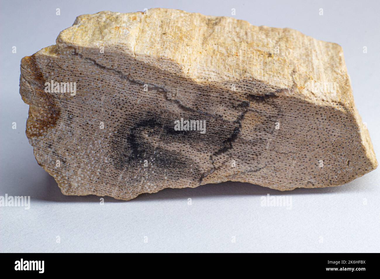 Petrified wood, 20 million years old wood. Wood turned into stone Stock ...