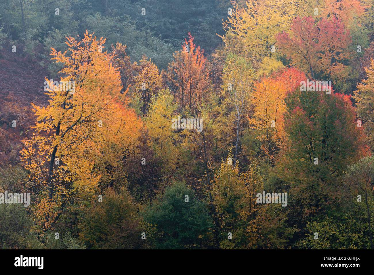 Colourful trees in haze on hillside in autumn, autumn colours in nature ...