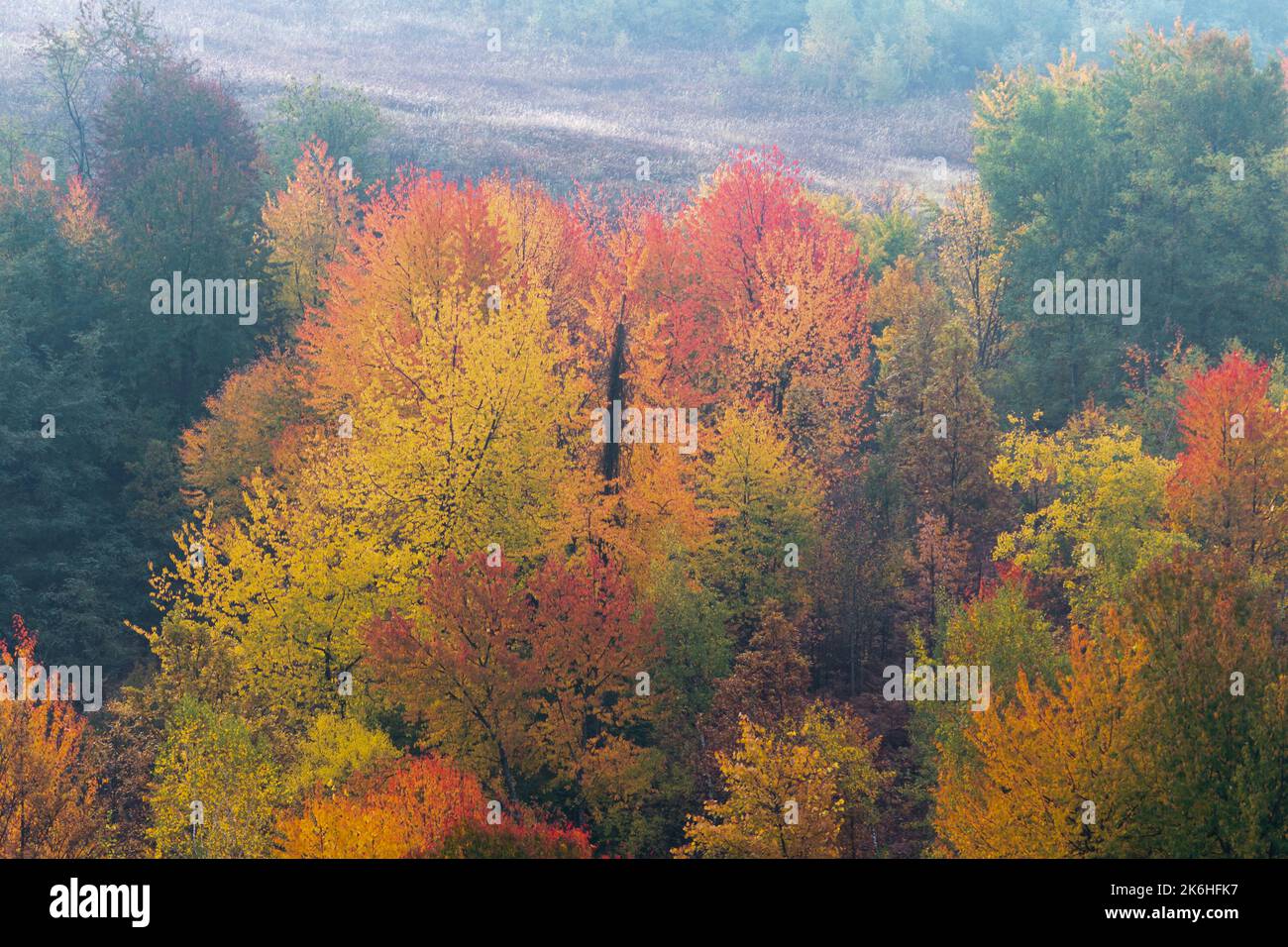 Colourful trees in haze on hillside in autumn, autumn colours in nature ...