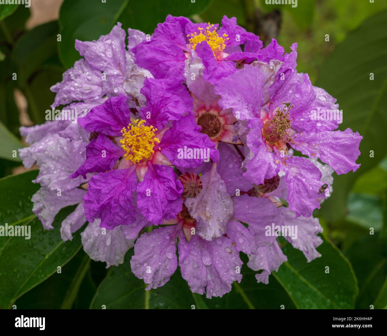 Lagerstroemia india hi-res stock photography and images - Alamy