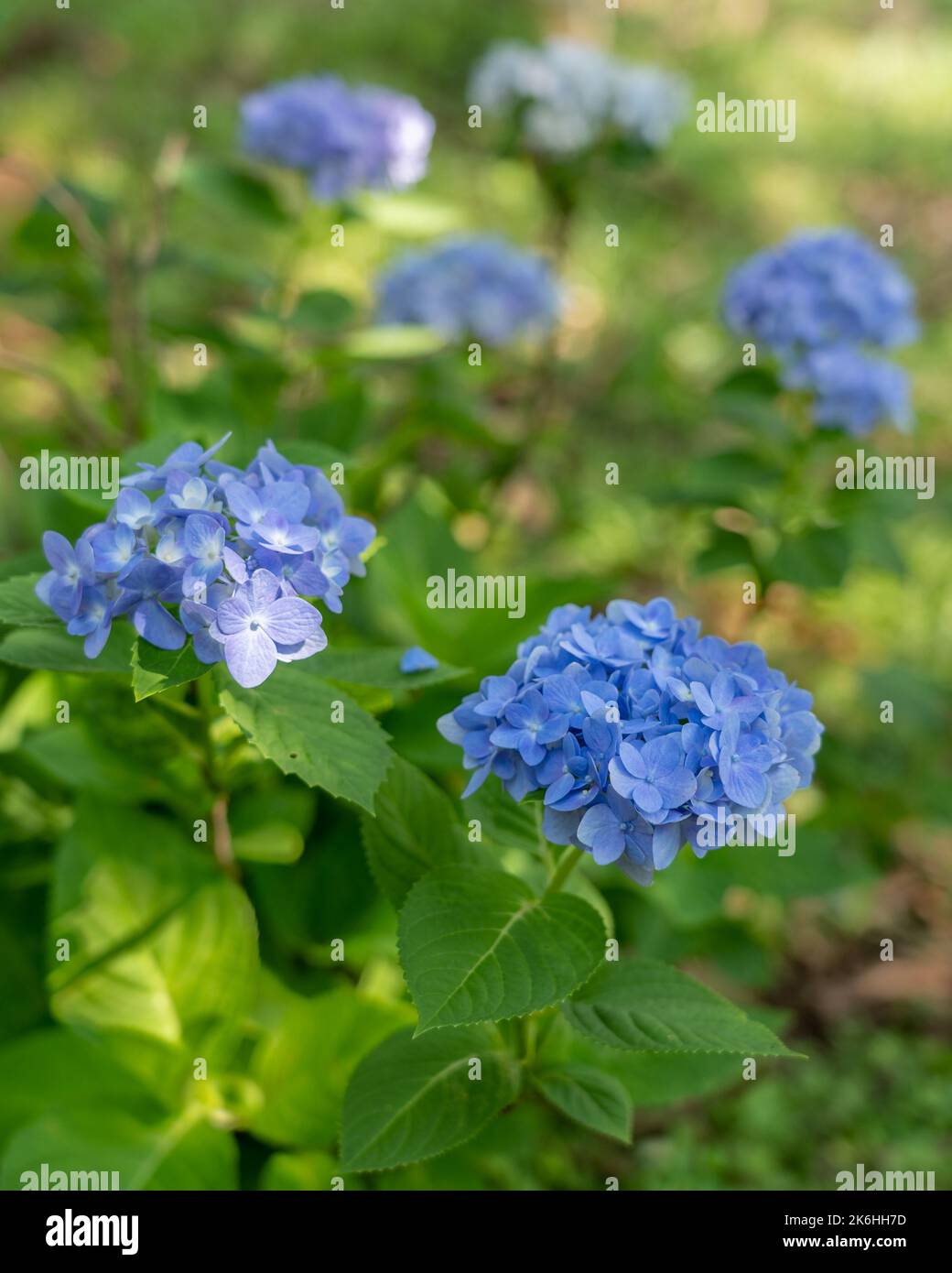 Beautiful blue hydrangea macrophylla flowers in natural garden setting ...